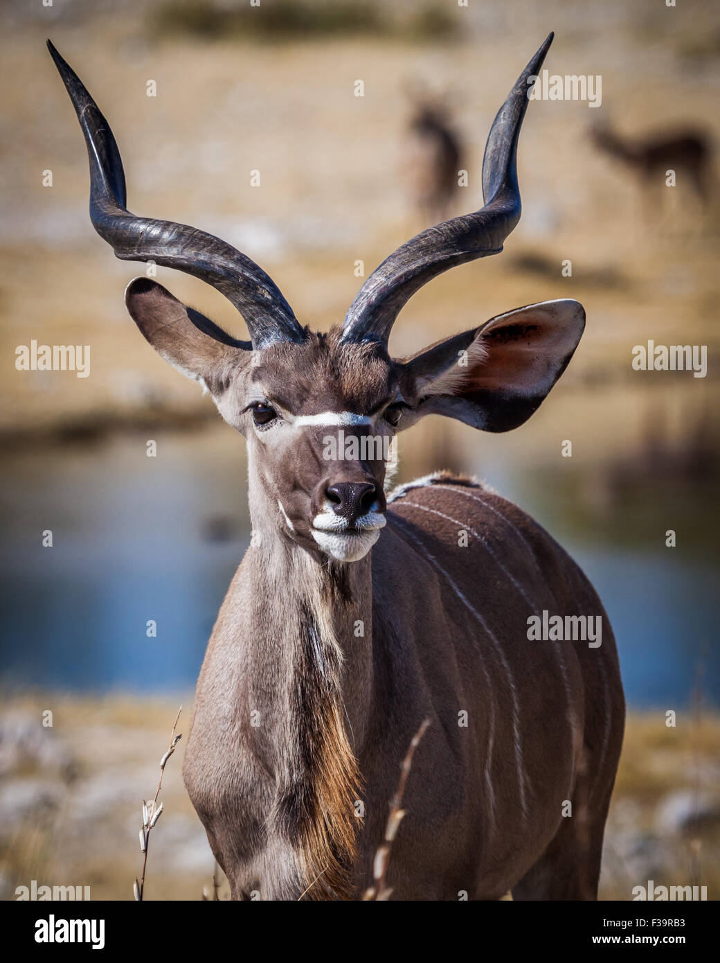 Kudu [Tragelaphus strepsiceros] at a waterhole in Etosha National Park Stock Photo - Alamy