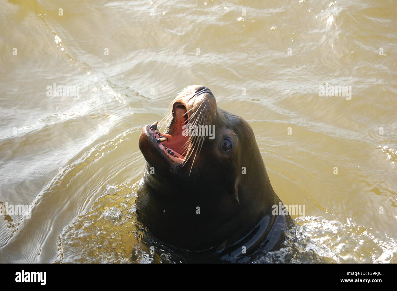 Wildlife seal teeth hi-res stock photography and images - Alamy