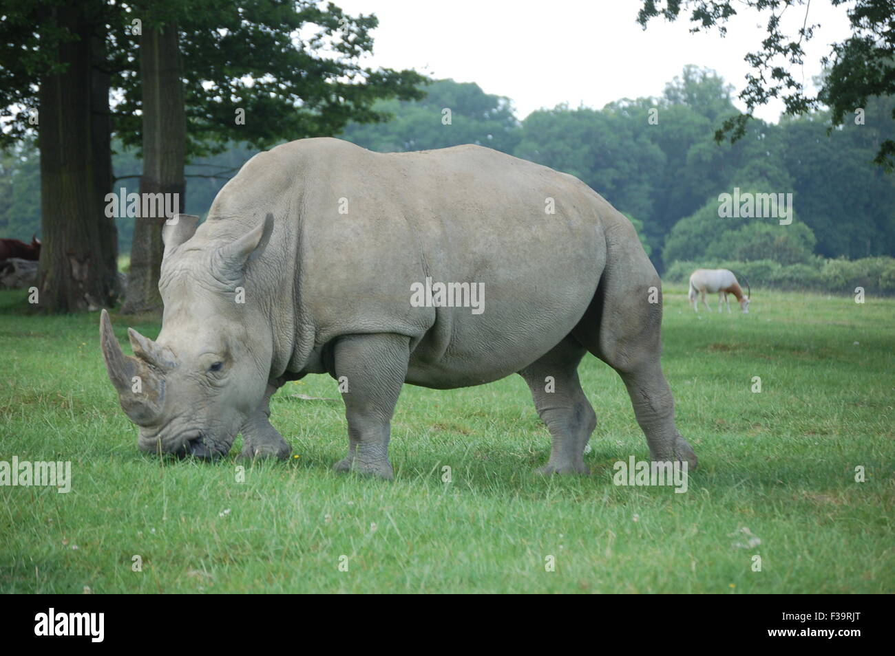 White Rhino Extinction High Resolution Stock Photography and Images - Alamy