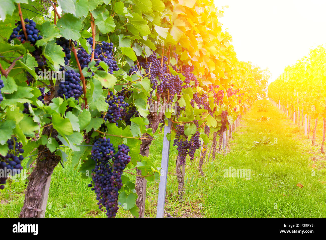 Grapevine in sunlight hi-res stock photography and images - Alamy