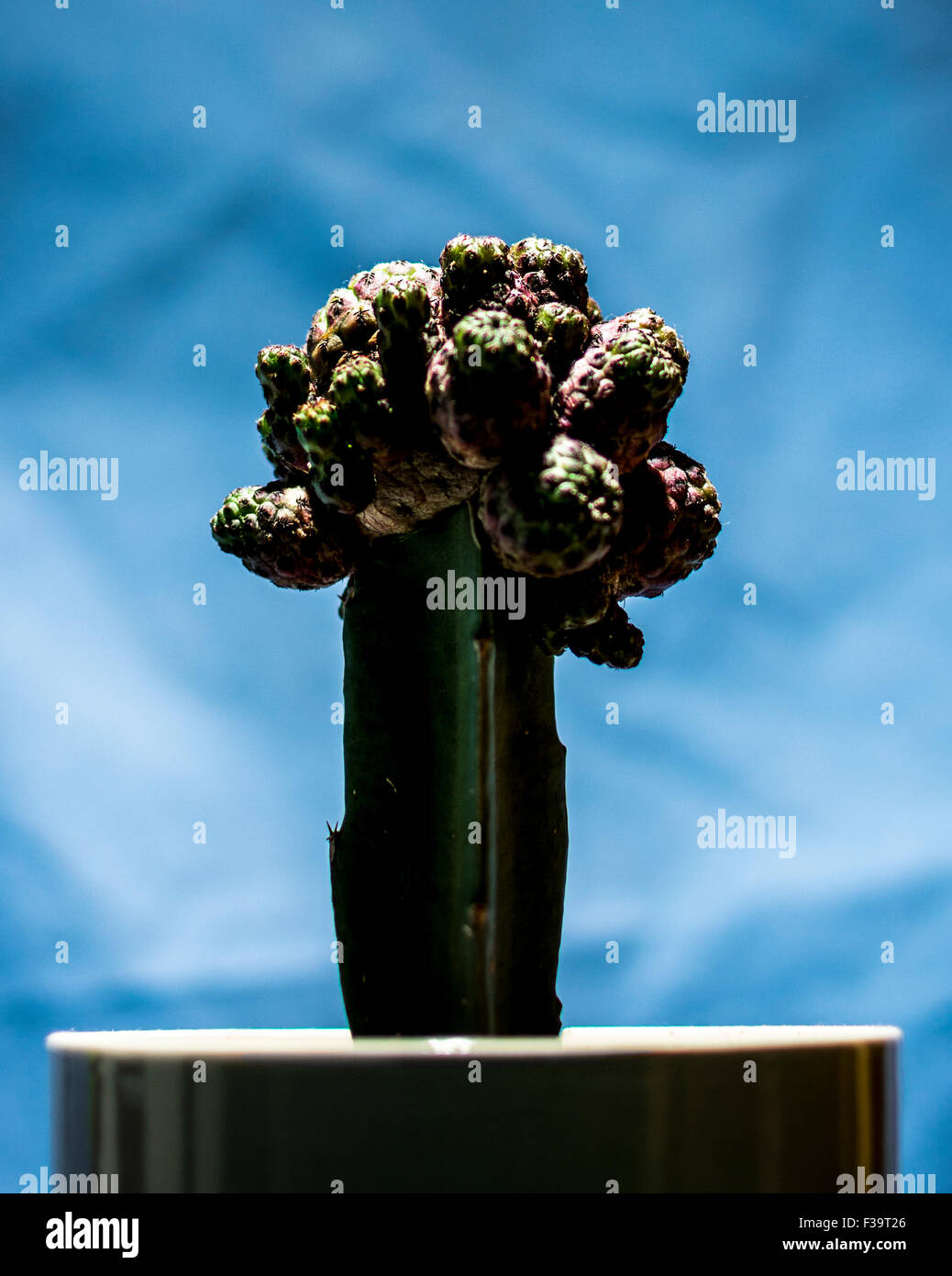A cute Little cacti looking up to light Stock Photo - Alamy