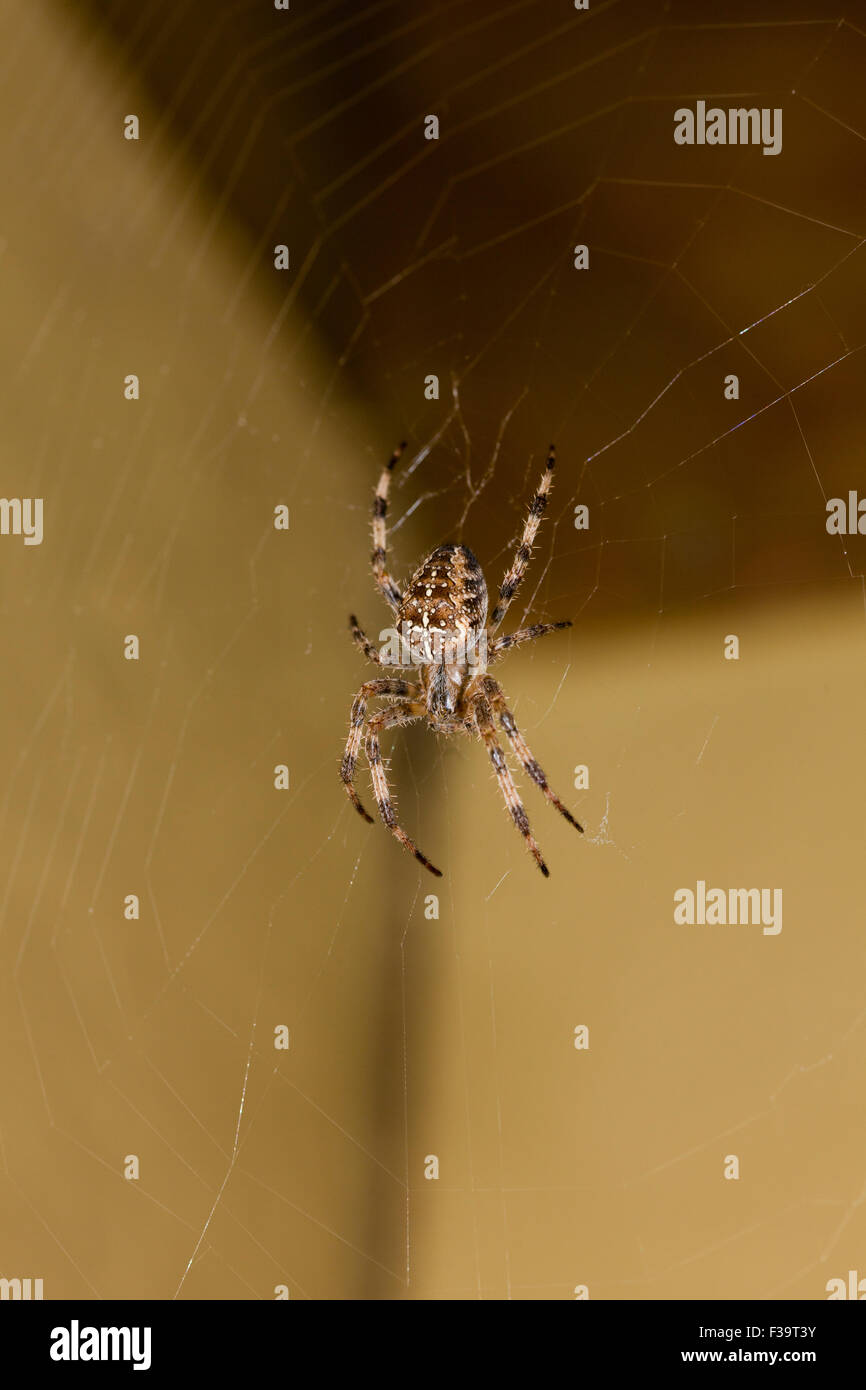 Common garden spider uk hi-res stock photography and images - Alamy