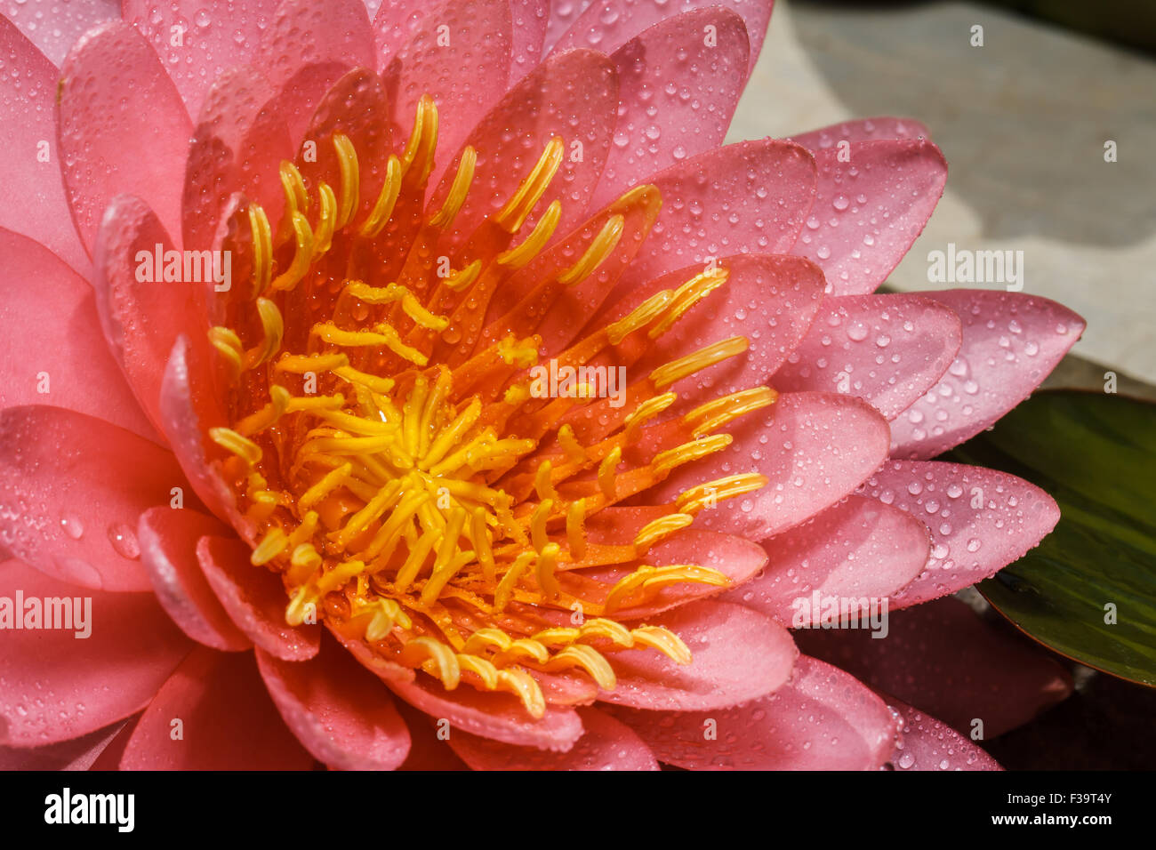 pink water lily Stock Photo - Alamy