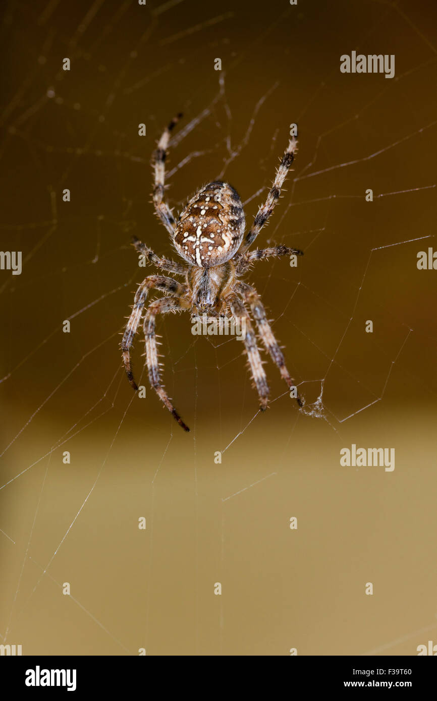 Common orb web spider araneus diadematus hi-res stock photography and ...
