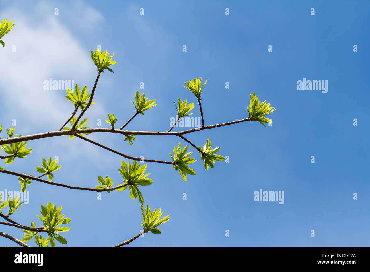 First leaves on tree in spring Stock Photo - Alamy