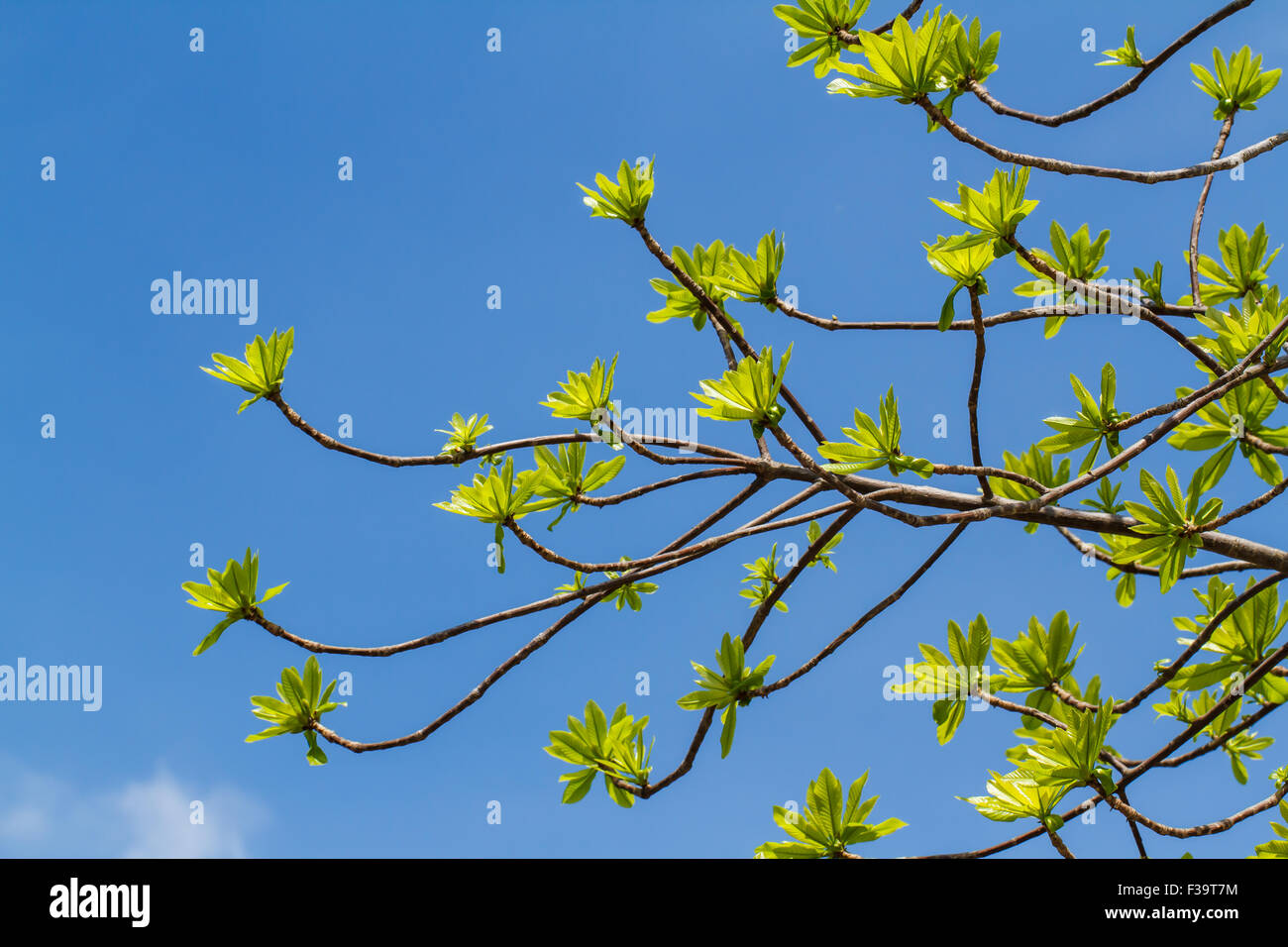 First leaves on tree in spring Stock Photo - Alamy