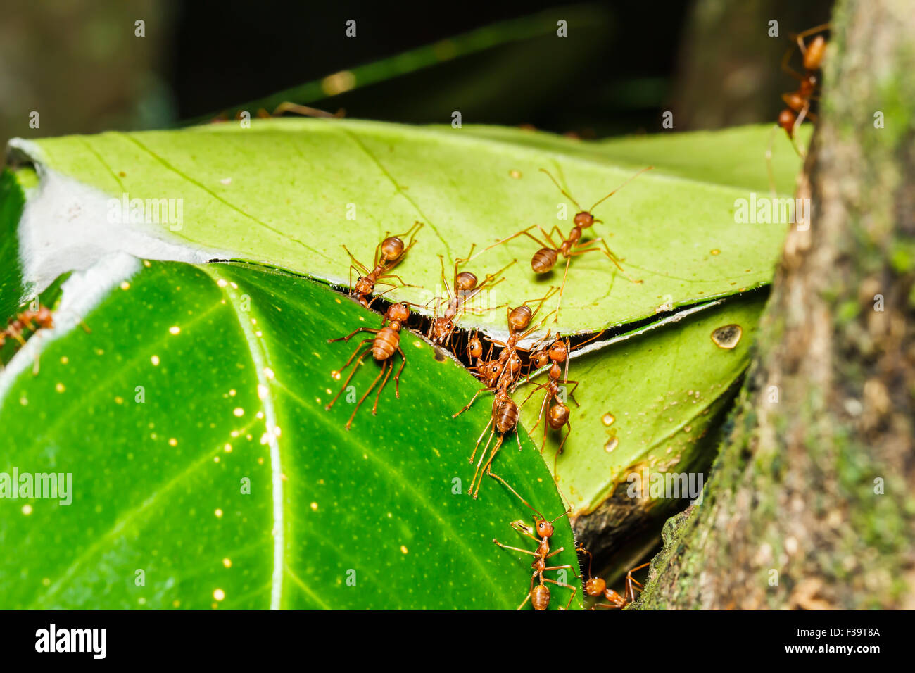 red ants teamwork Stock Photo - Alamy