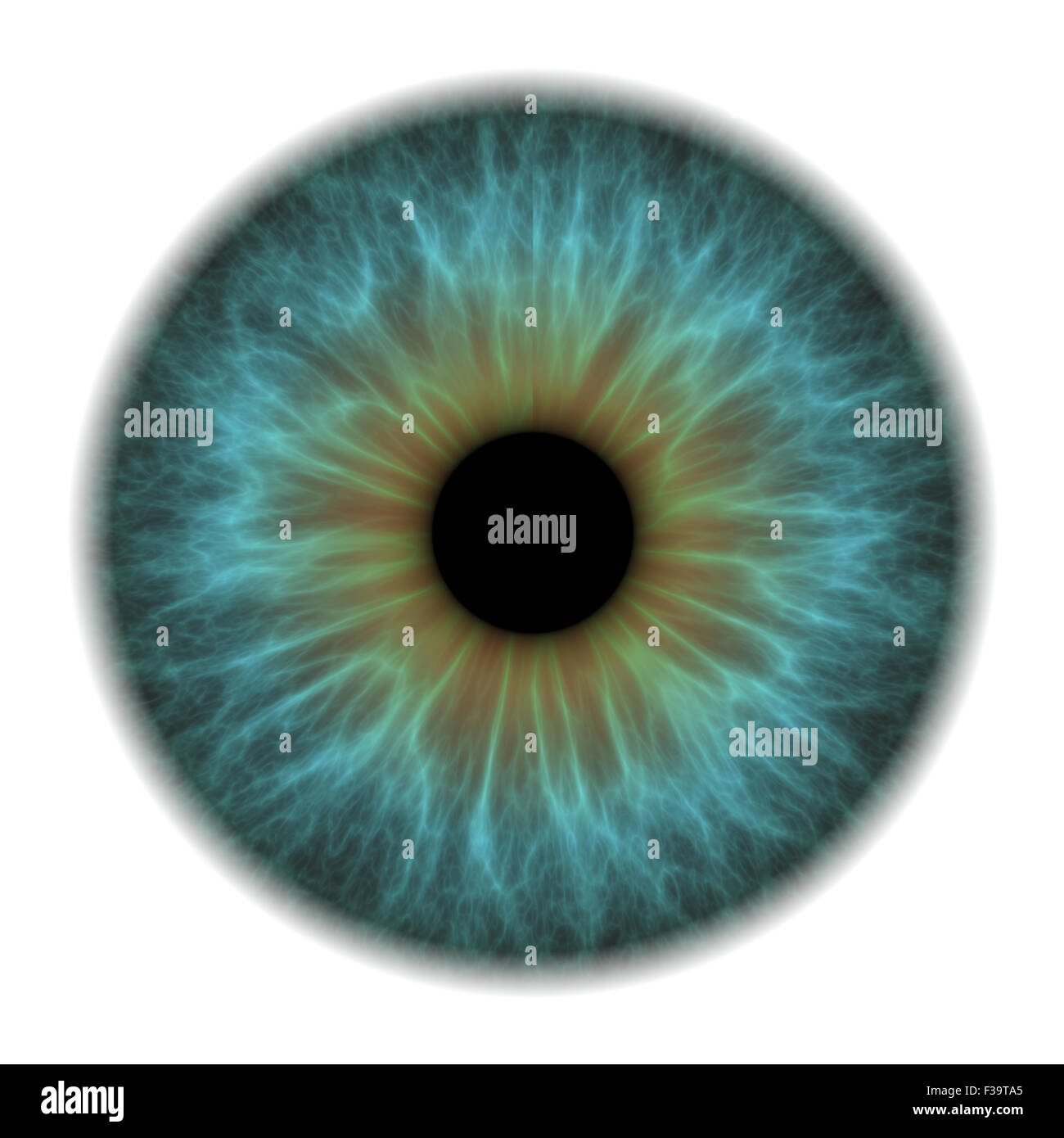 Round pupil Cut Out Stock Images & Pictures - Alamy