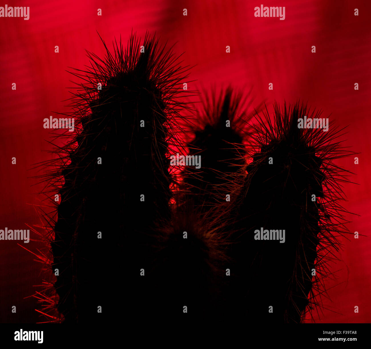 Cacti sharp hi-res stock photography and images - Alamy