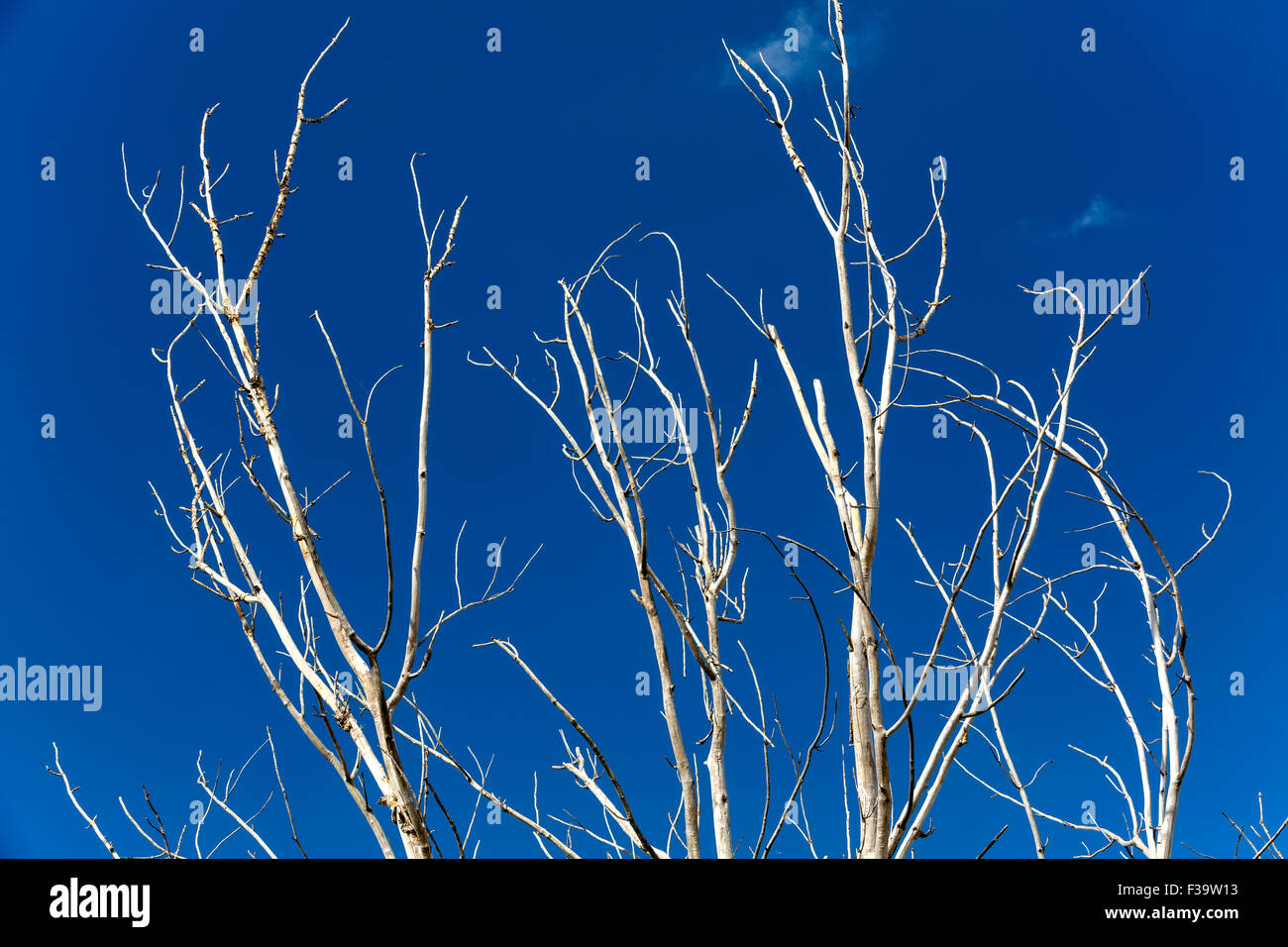 Tree branch sky hi-res stock photography and images - Alamy