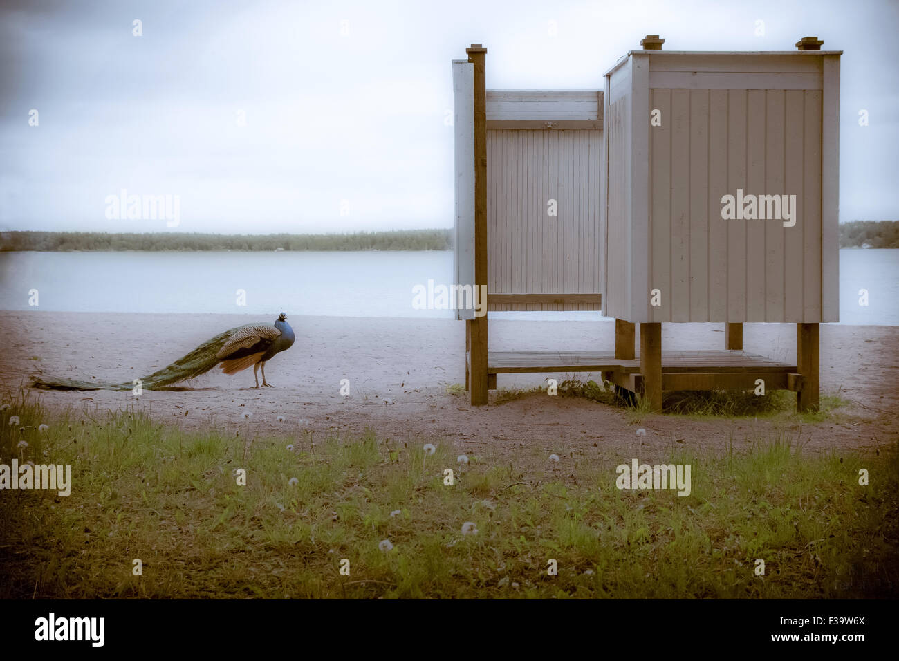Peacock on the beach Stock Photo - Alamy