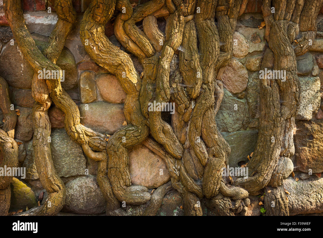 Artistic roots covered the old stone wall Stock Photo - Alamy