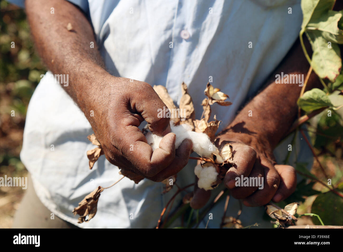 Egypt cotton field hi-res stock photography and images - Alamy