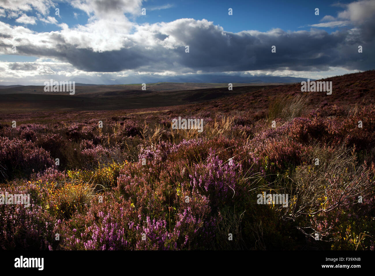 Photograph by © Jamie Callister. Sunset on the Denbigh Moors ...