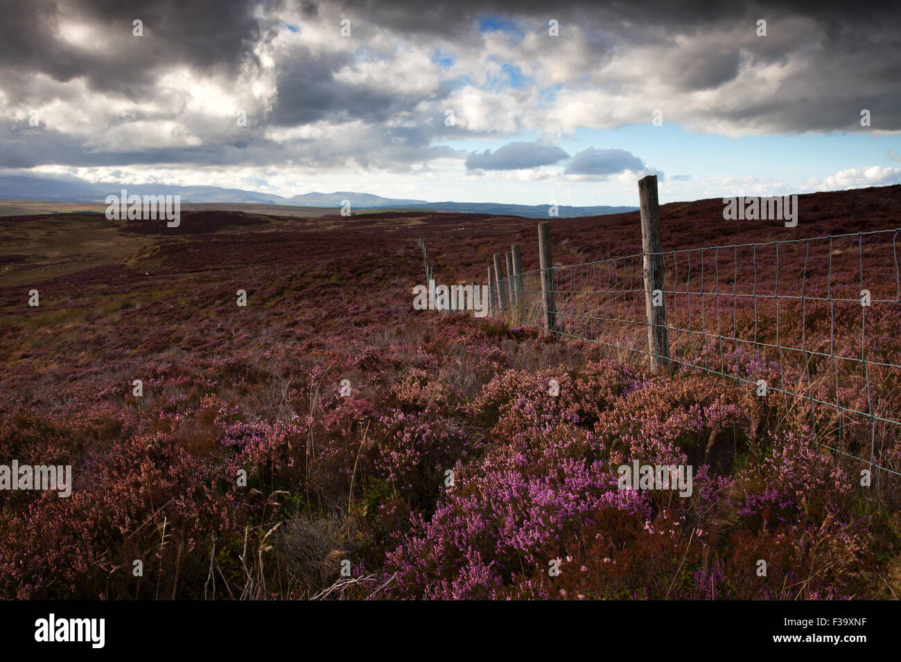 Denbigh moors in north wales hi-res stock photography and images - Alamy