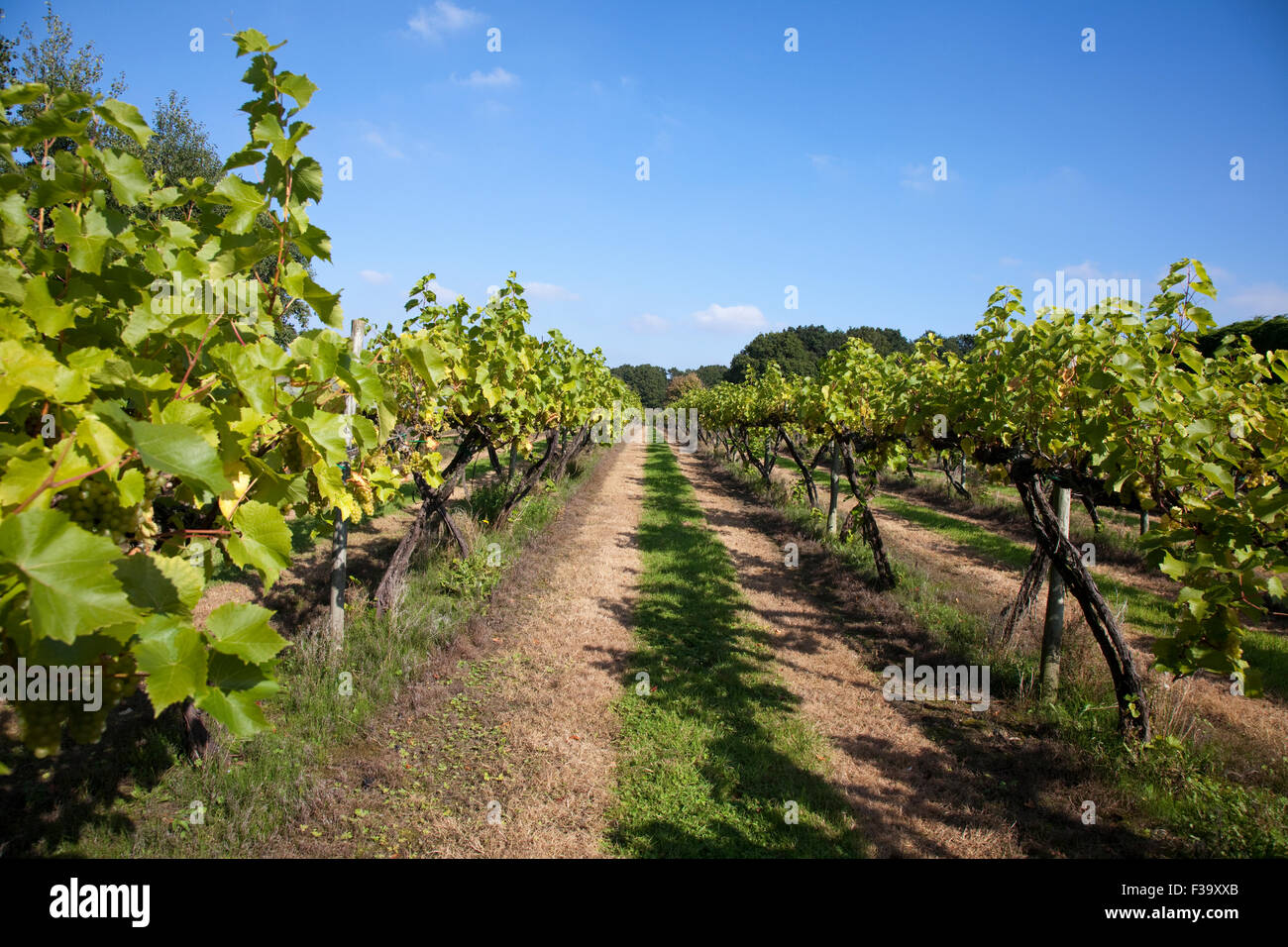 Vineyard Suffolk England British Stock Photo - Alamy
