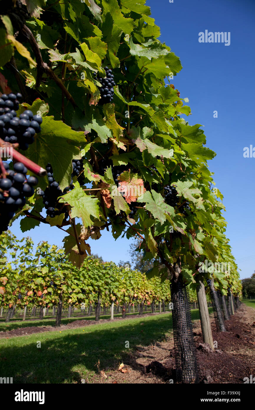 Vineyard Suffolk England British Stock Photo - Alamy