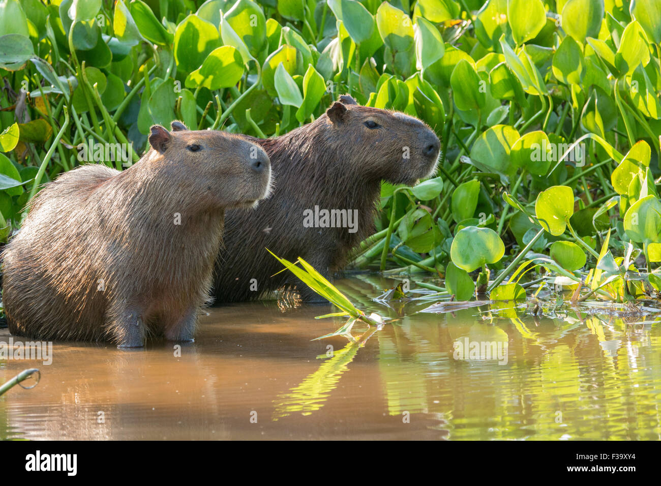 Brazil pantanal capybara hydrochoerus hydrochaeris hi-res stock ...