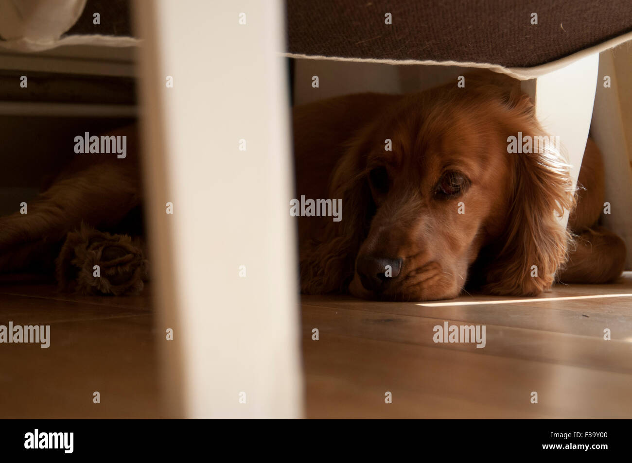 Sprocker lying underneath chair Stock Photo - Alamy