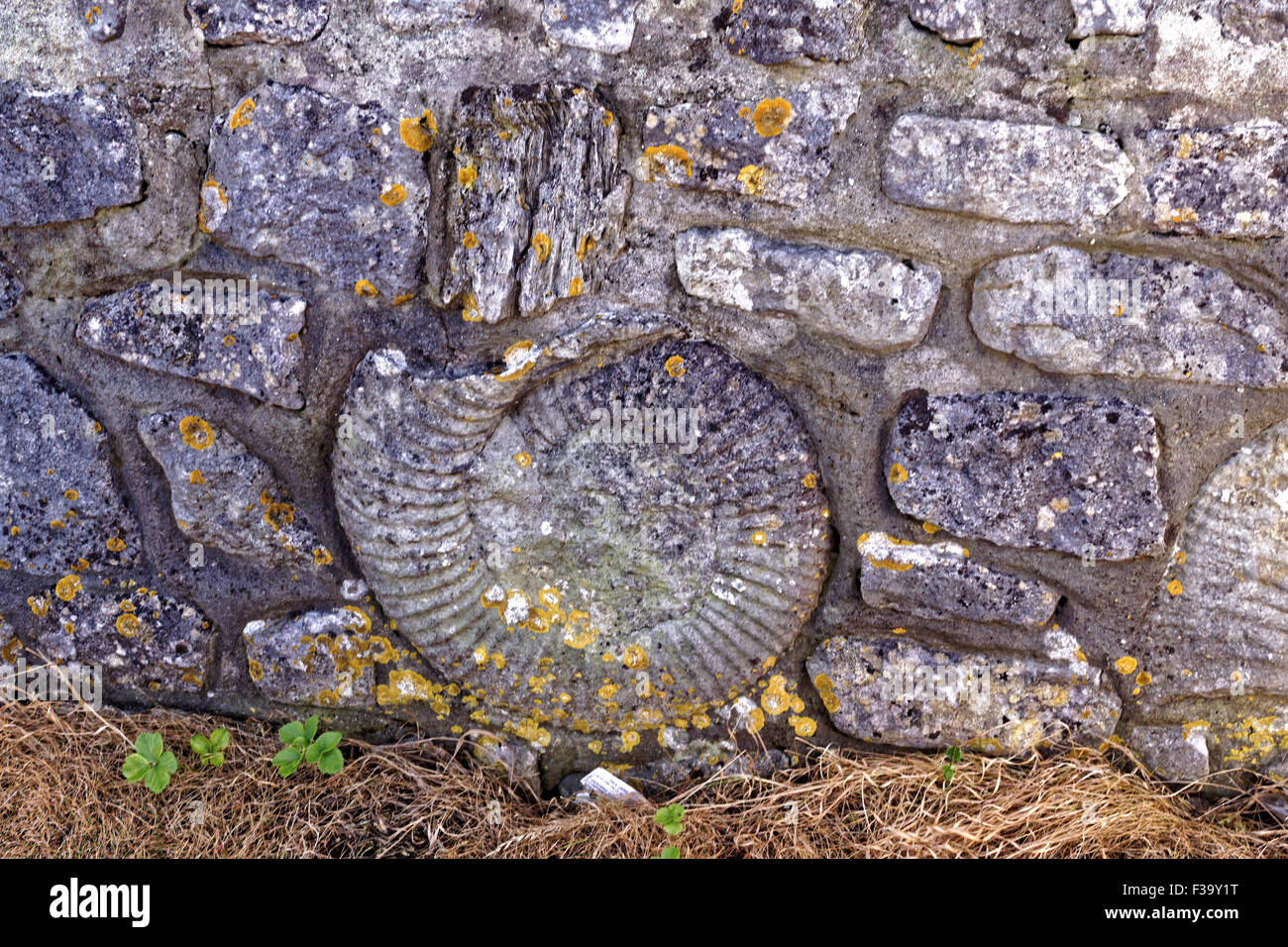 Ammonite fossil in stone wall hi-res stock photography and images - Alamy