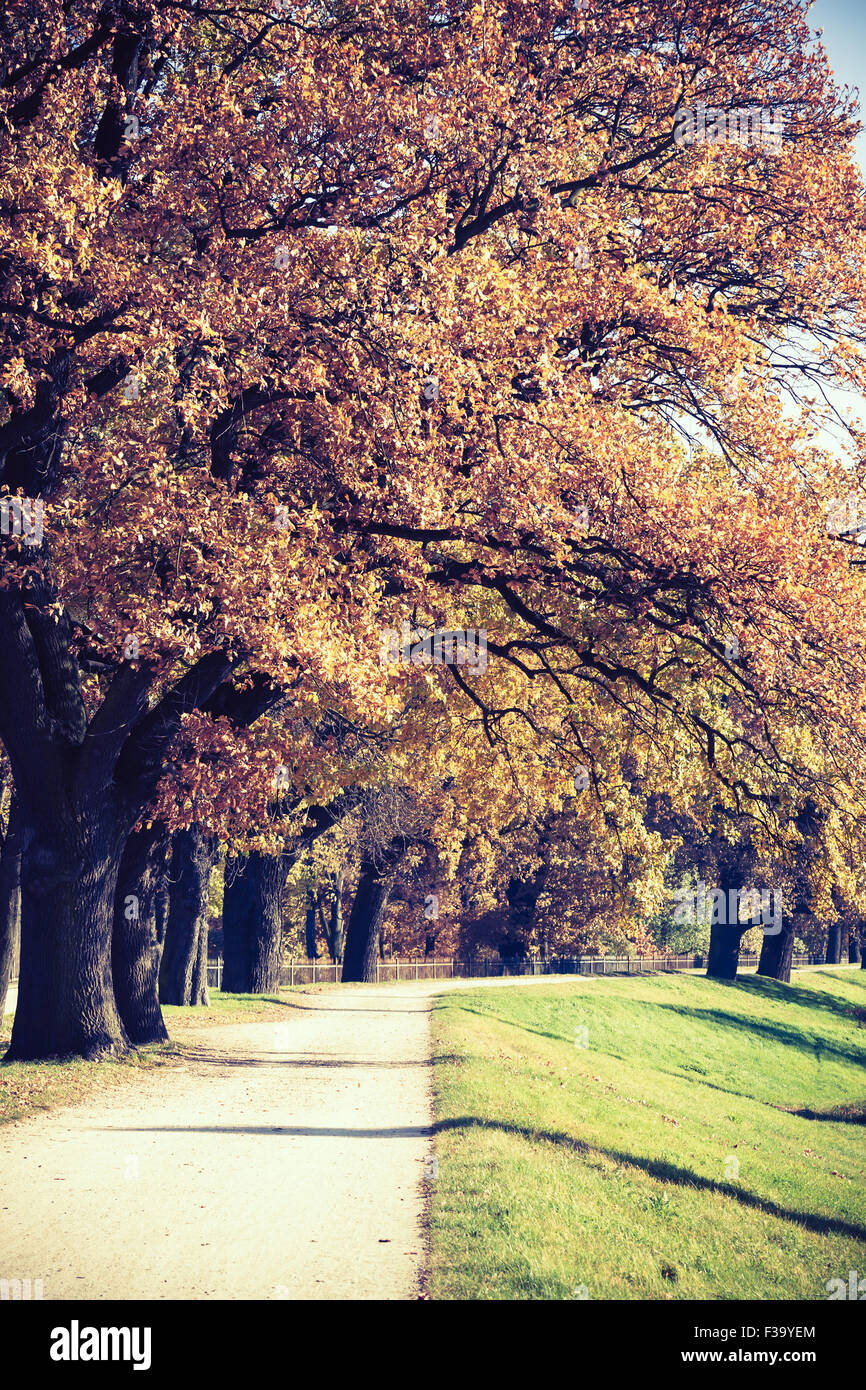 Alley tree park landscape hi-res stock photography and images - Alamy