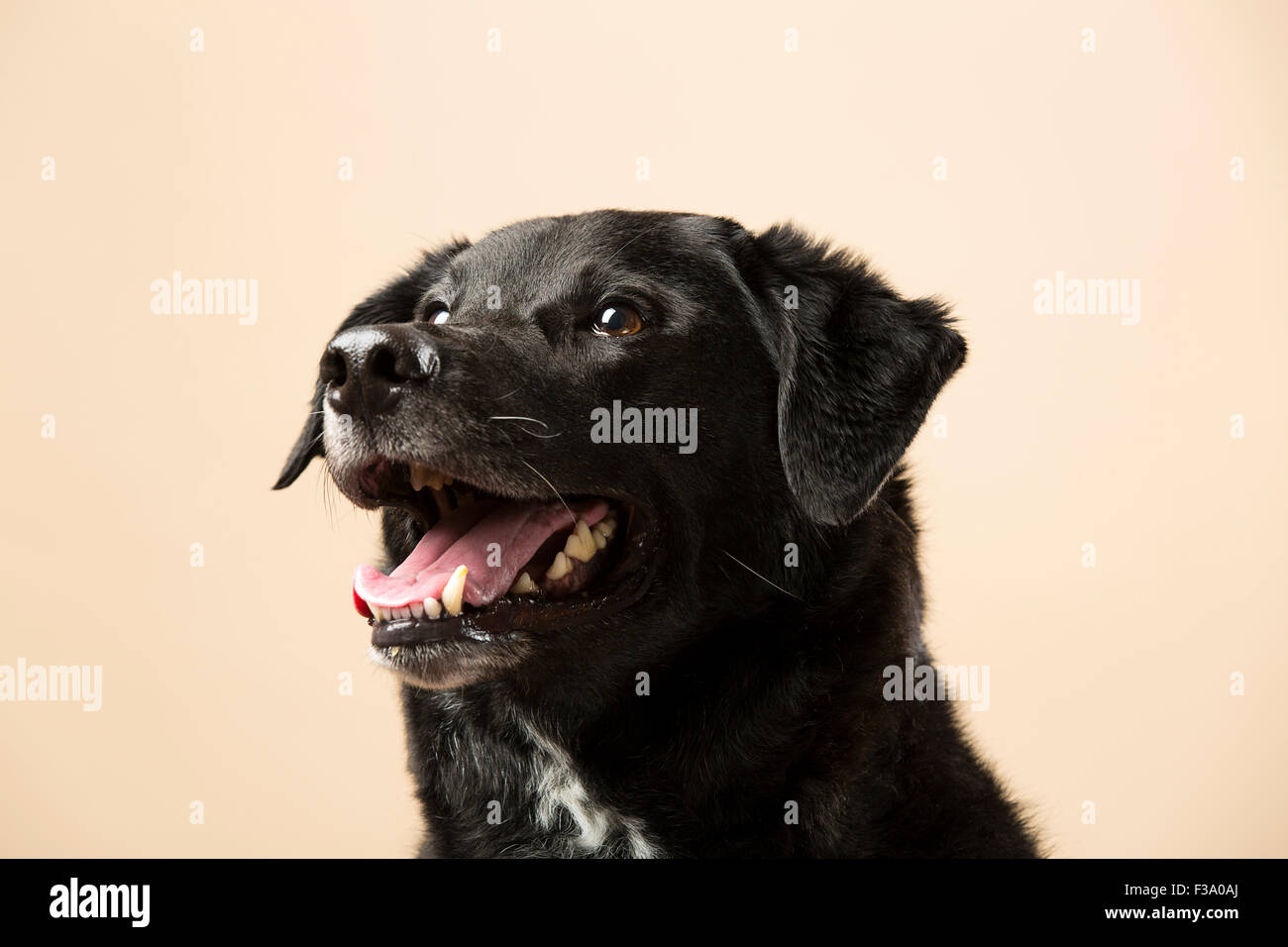 Portrait of a black dog smiling against a cream backdrop Stock Photo ...