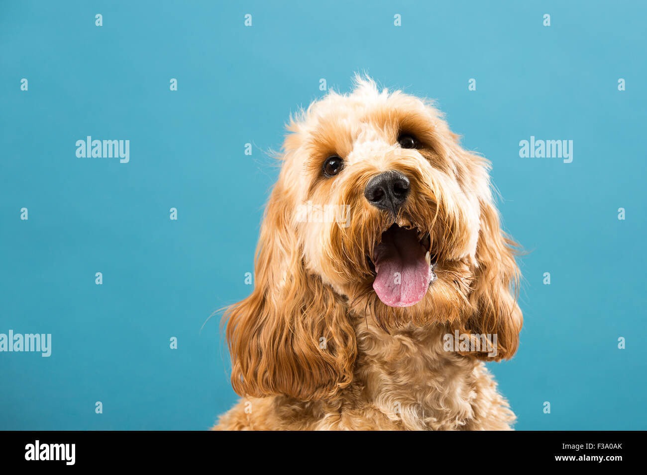 Portrait of a Cockapoo dog sticking its tongue out against a blue ...