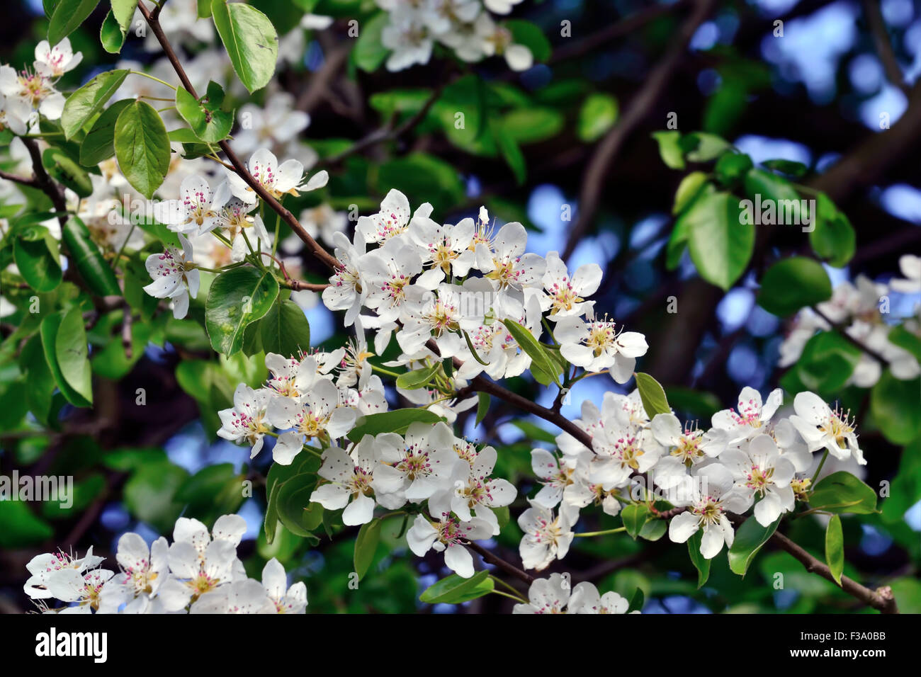 Pyrus communis. Beautiful flowers closeup. Spring background Stock ...