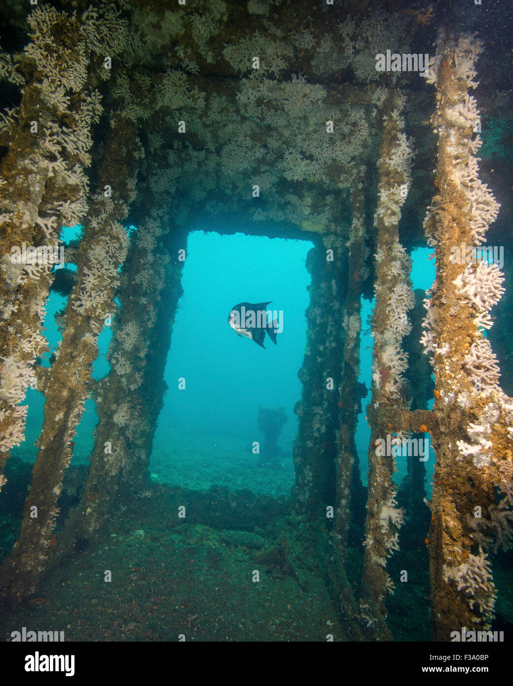 Underwater photography sunken ship wreck hi-res stock photography and ...