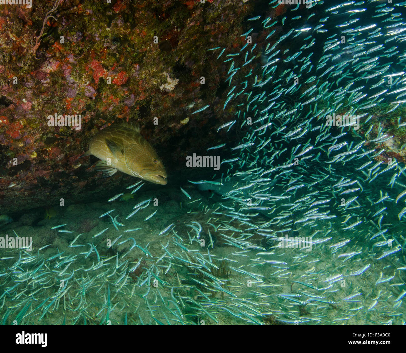 School of minnows hi-res stock photography and images - Alamy