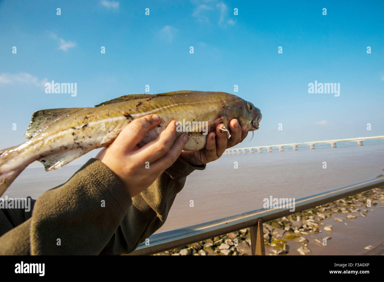 Severn Beach, UK, 2nd October, A sequence of images showing an angler ...
