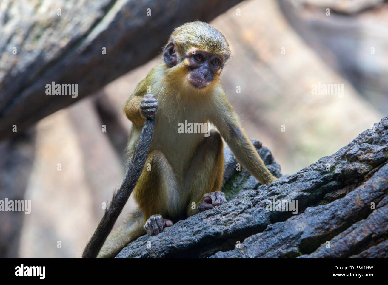 Little funny gabon talapoin also known as the northern talapoin ...