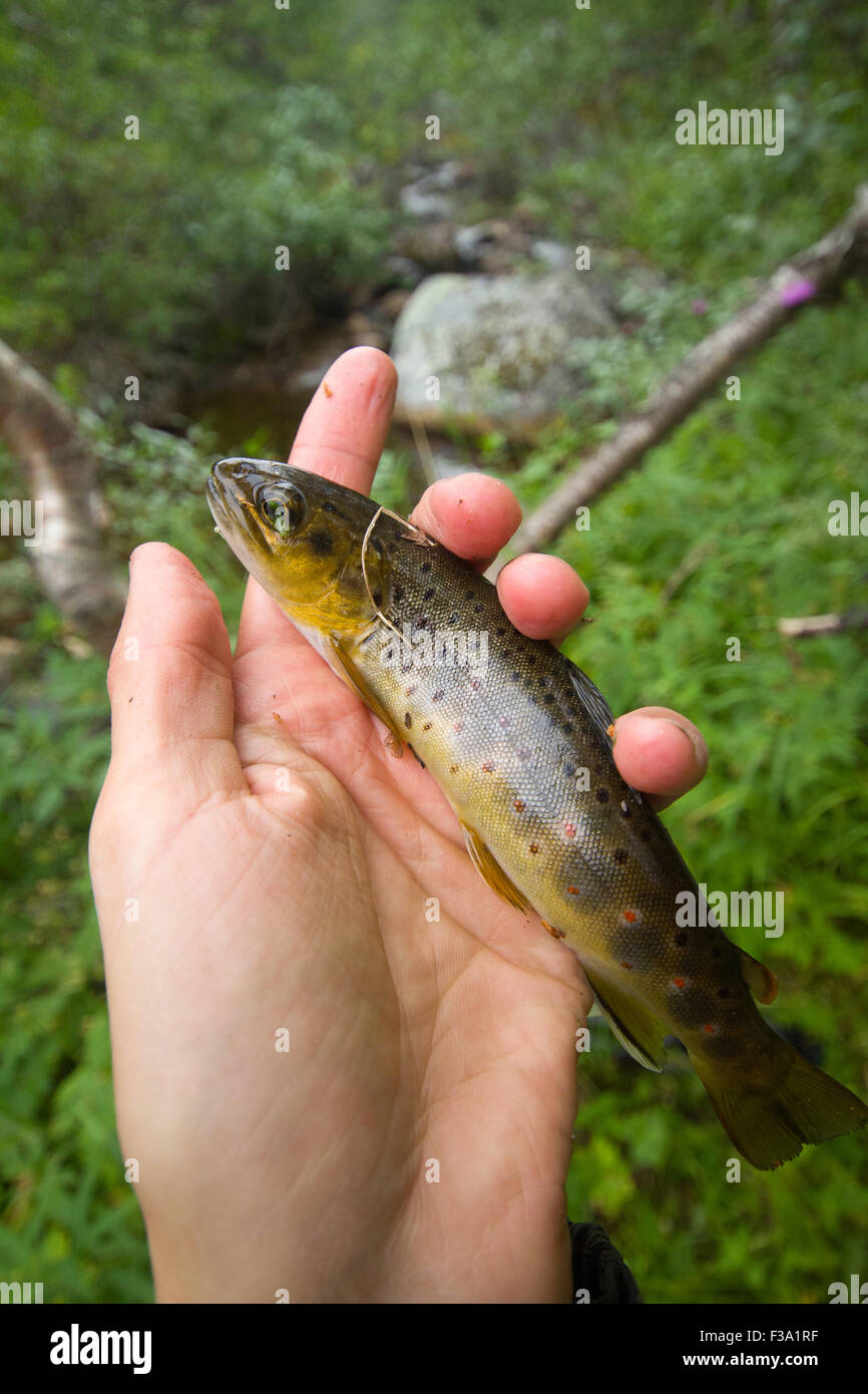 fishing of fish of salmon on spinning rod in summer Stock Photo - Alamy