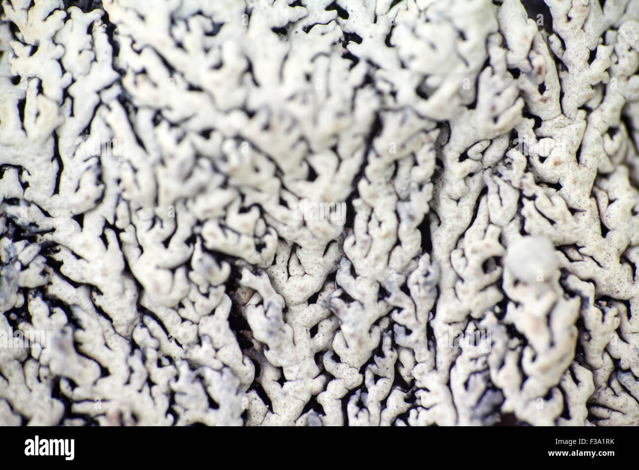 Arctic prairie plants - backgrounds of polar bald mountain macro ...