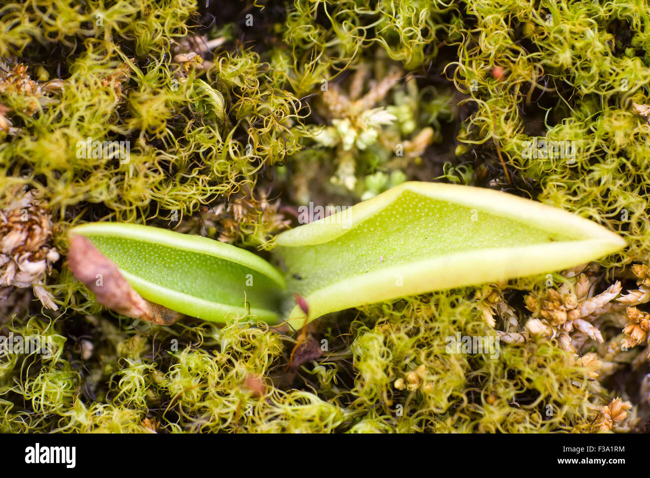 Arctic prairie plants - backgrounds of polar bald mountain macro ...