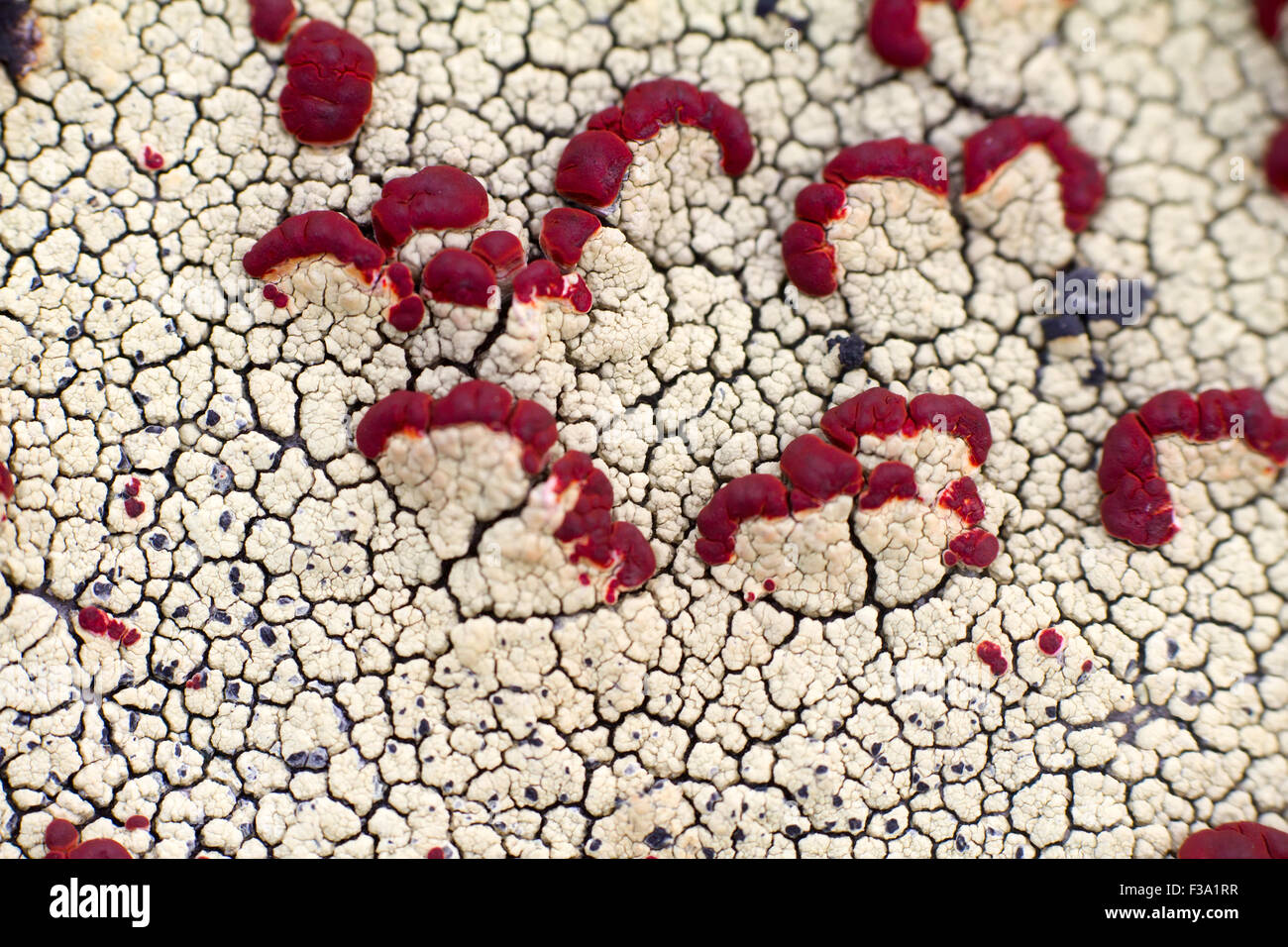 Arctic prairie plants - backgrounds of polar bald mountain macro ...