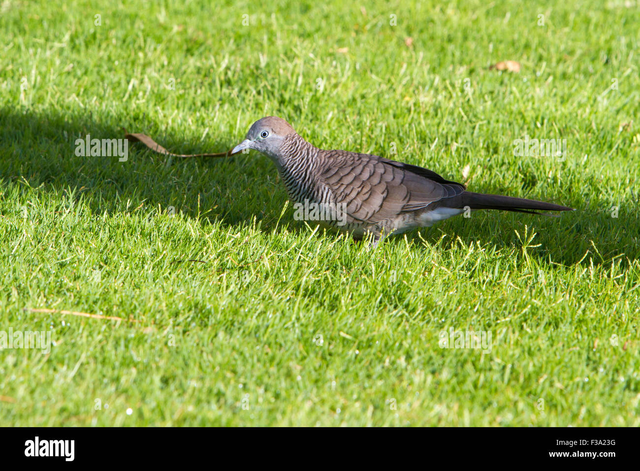 Zebra Dove (Geopelia striata) feeding on grass at Kihei, Maui, Hawaii ...
