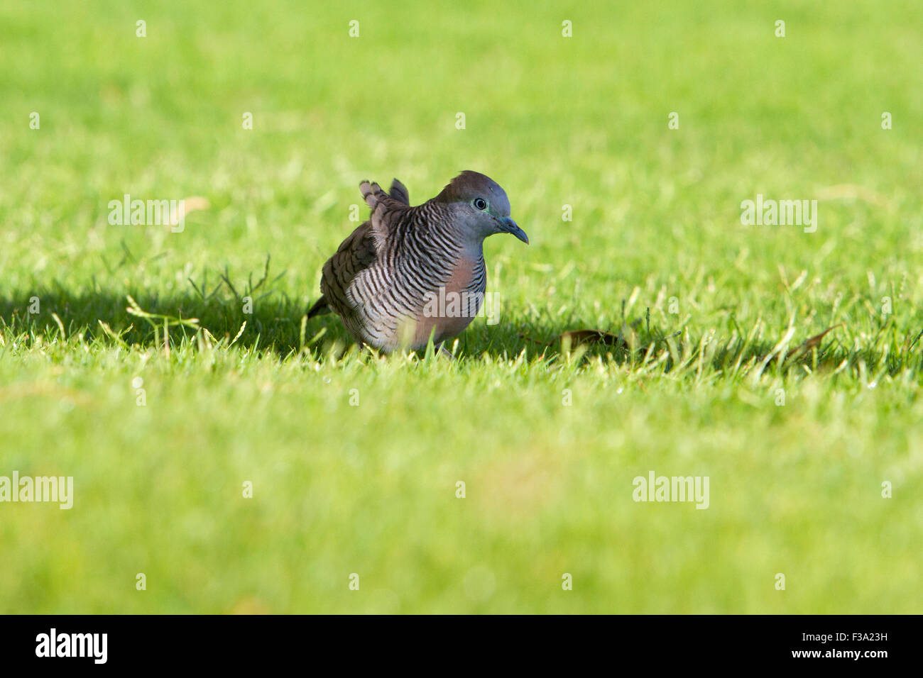 Zebra Dove (Geopelia striata) feeding on grass at Kihei, Maui, Hawaii ...