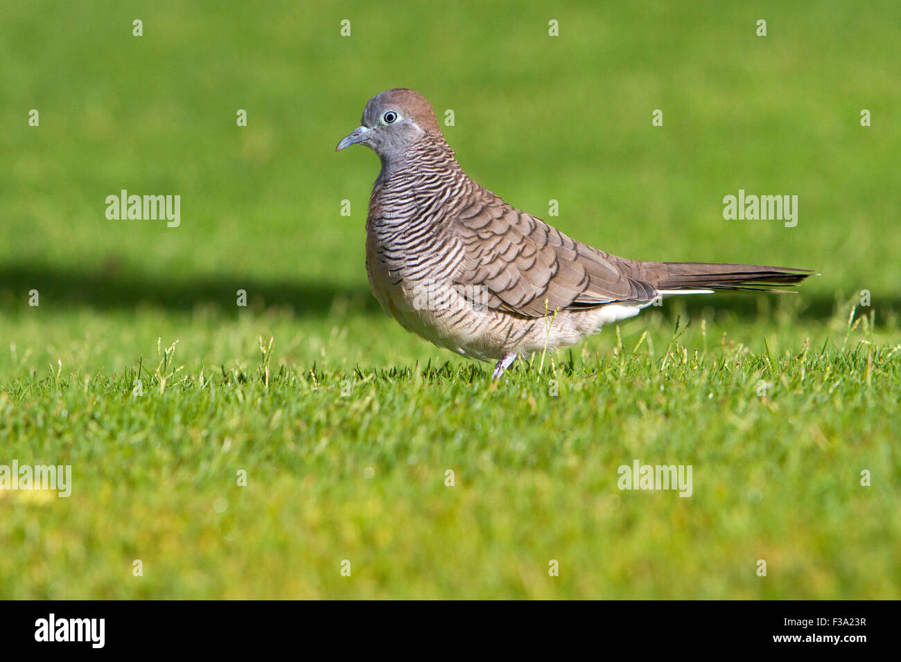 Zebra Dove (Geopelia striata) feeding on grass at Kihei, Maui, Hawaii ...