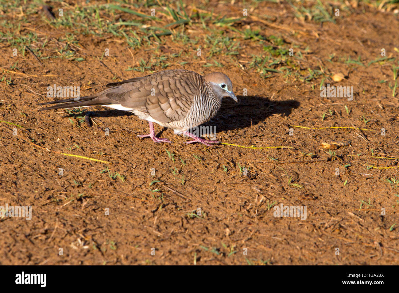 Zebra Dove (Geopelia striata) feeding on ground at Kihei, Maui, Hawaii ...