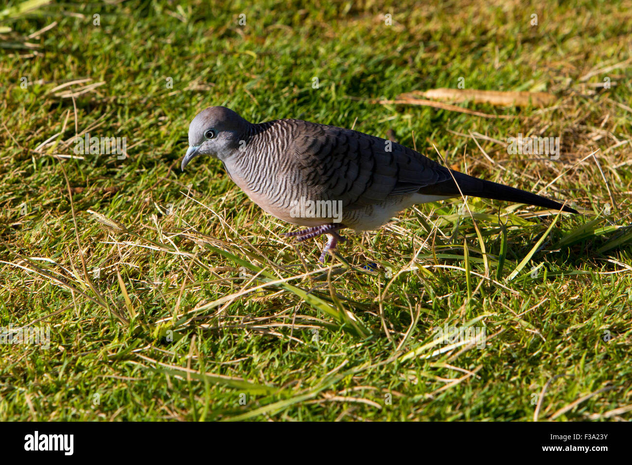 Zebra Dove (Geopelia striata) feeding on grass at Kihei, Maui, Hawaii ...