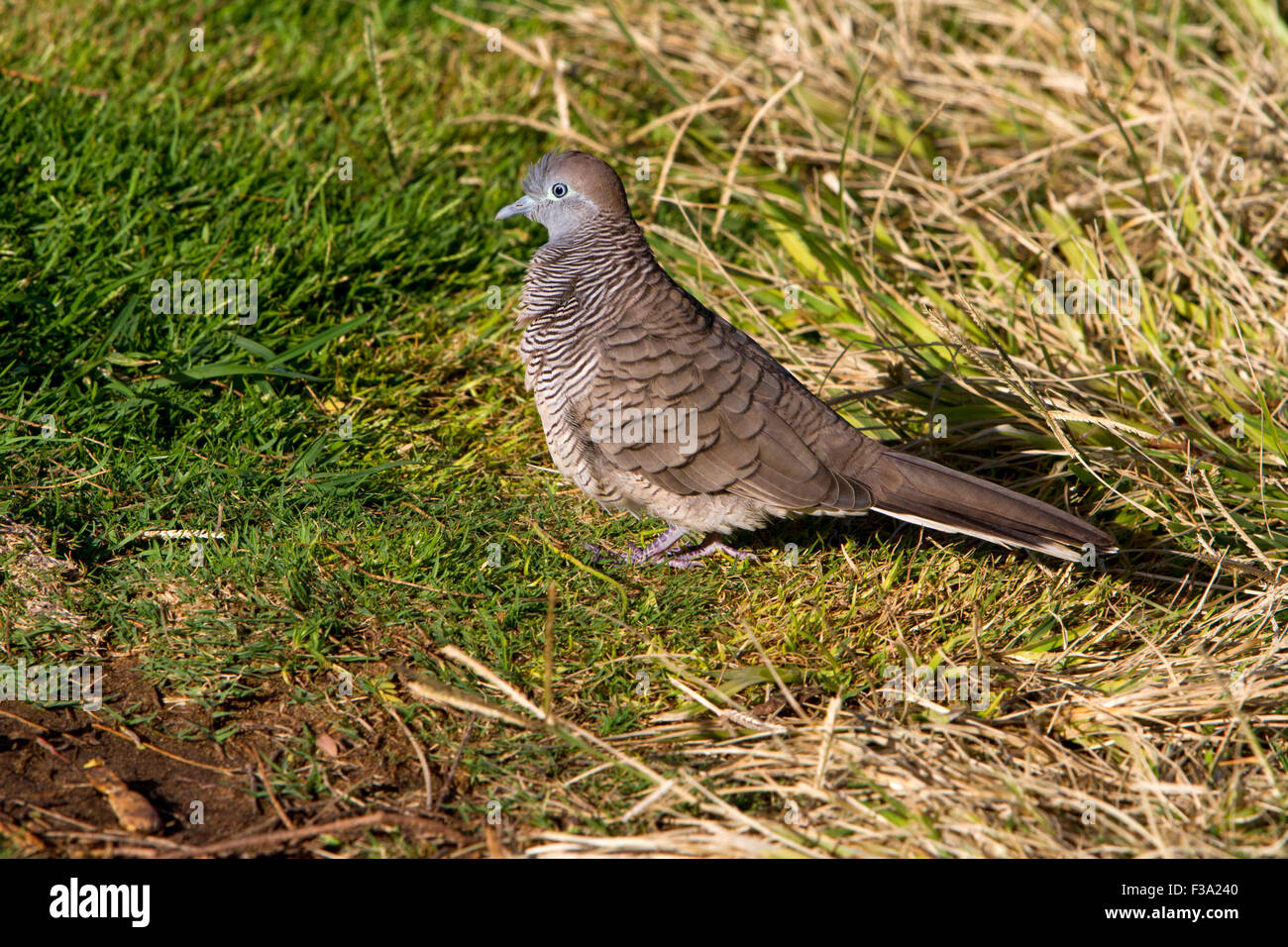 Zebra Dove (Geopelia striata) feeding on grass at Kihei, Maui, Hawaii ...