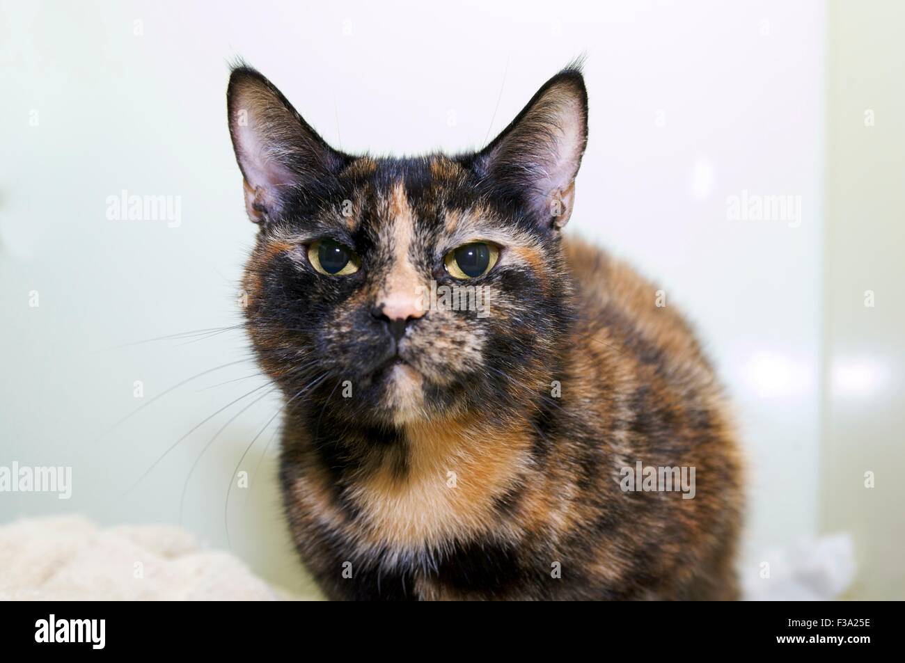 grumpy tortoiseshell cat Stock Photo - Alamy