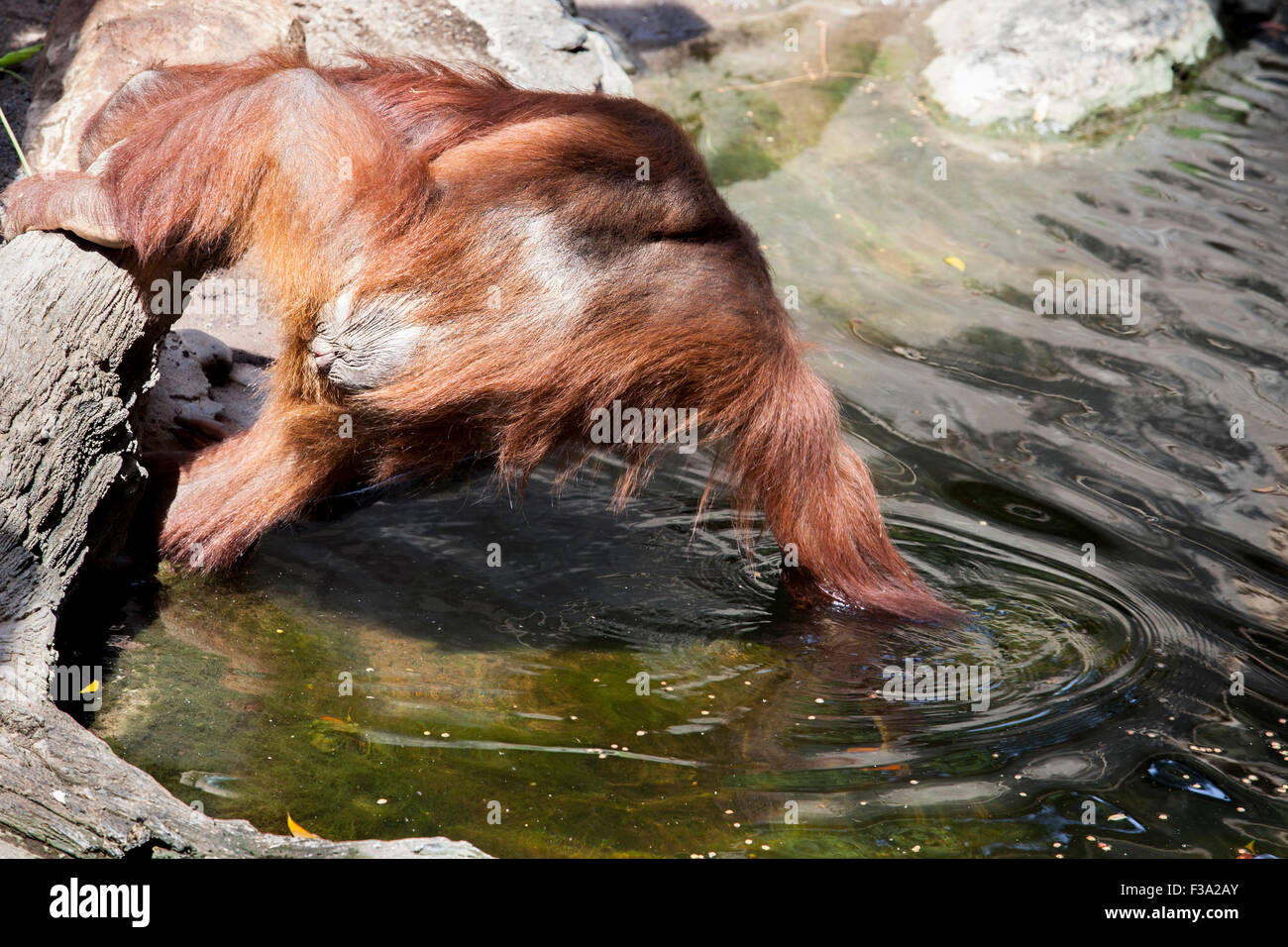 Orangutan cleaning fruit on the river, Pongo pygmaeus Stock Photo - Alamy