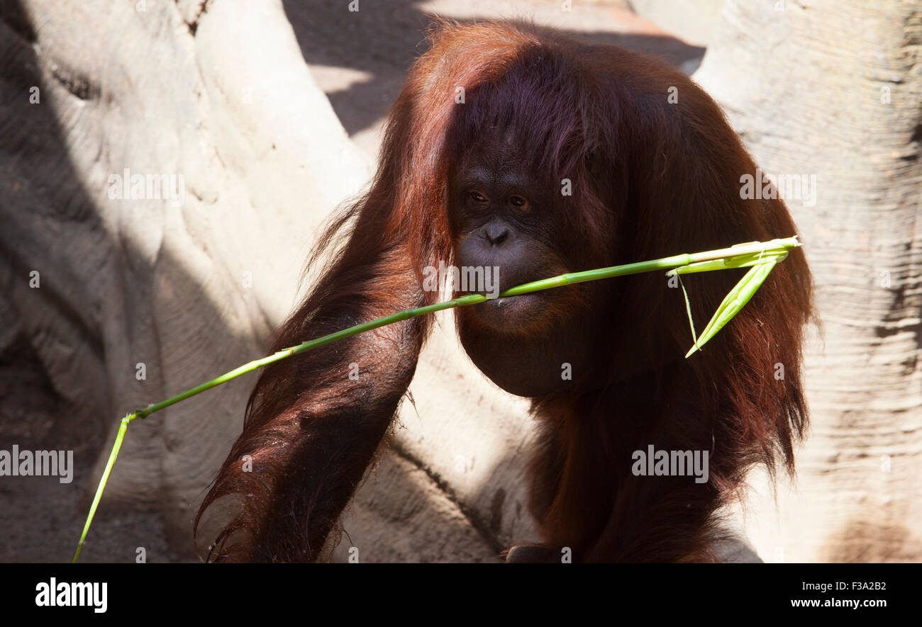Orangutan with a cane stick in the mouth, Pongo pygmaeus Stock Photo ...