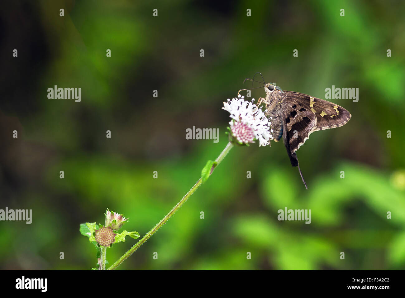Long tailed insect hi-res stock photography and images - Alamy
