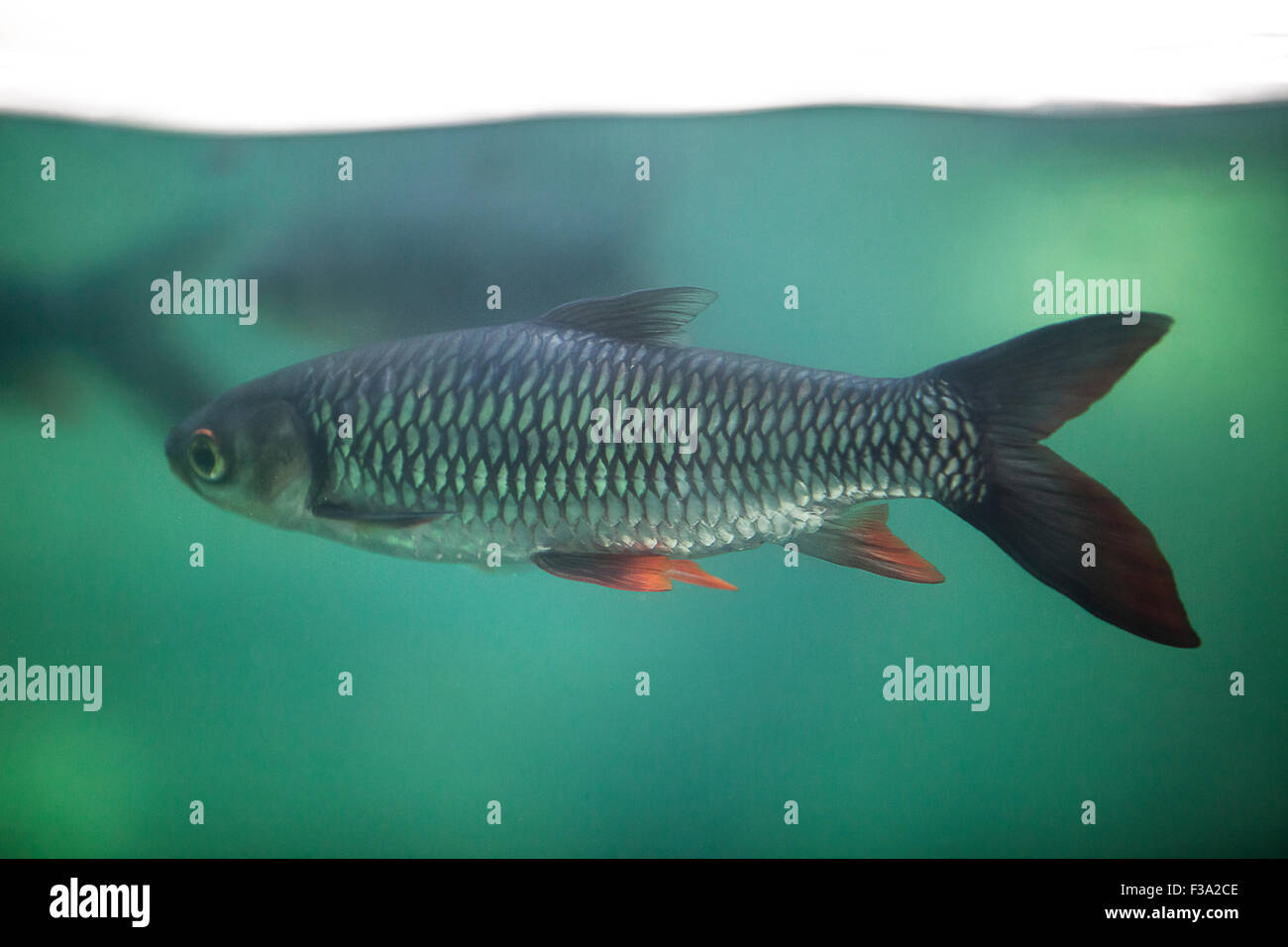 River fish under water surface line of aquarium Stock Photo - Alamy