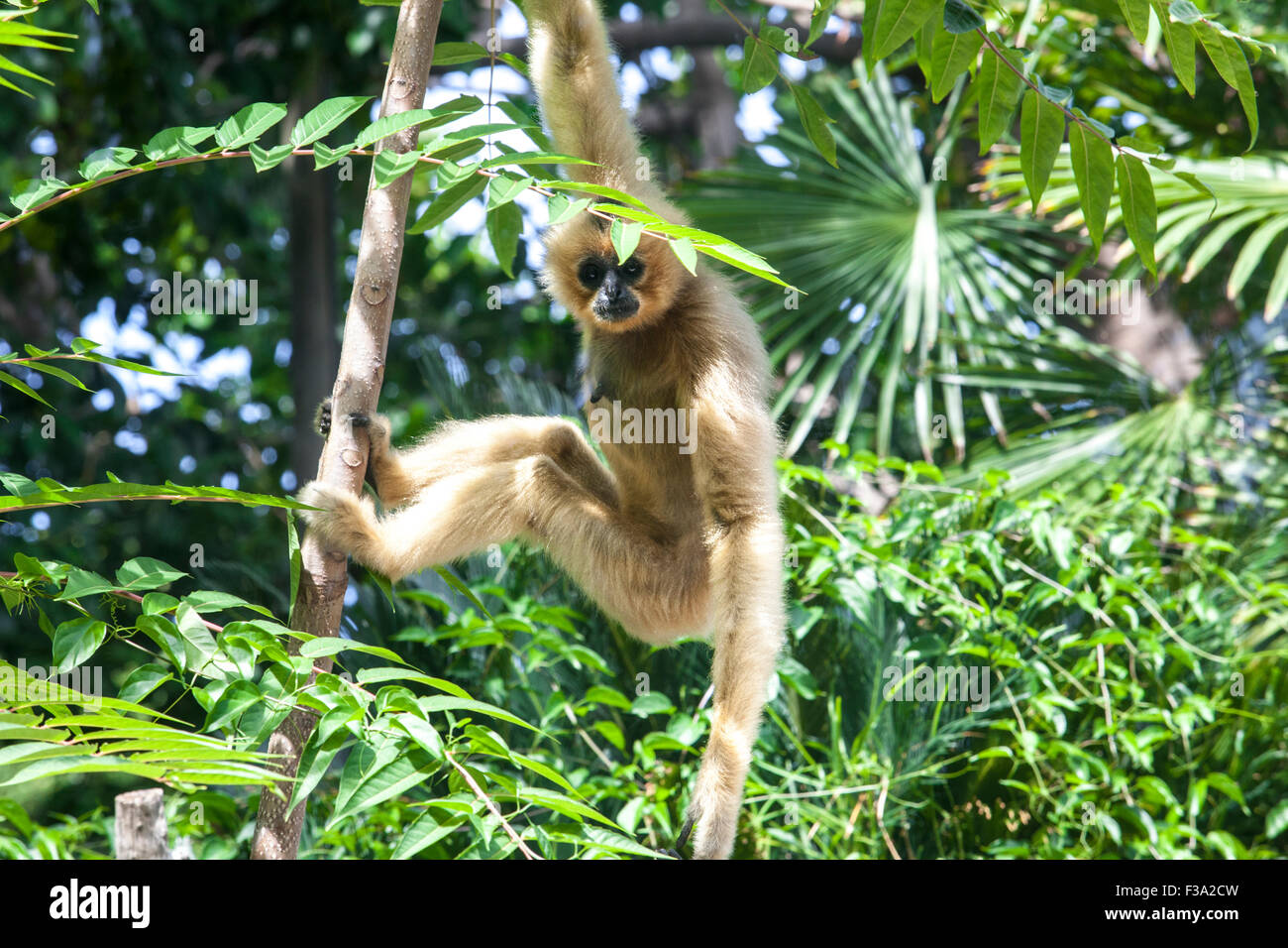 Nomascus gabriellae or yellow cheeked gibbon hangs on tree Stock Photo ...