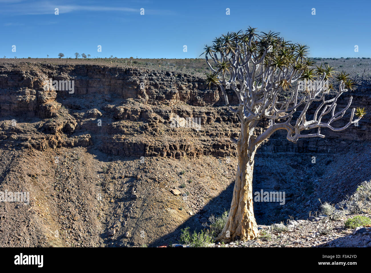 Quiver Tree by the Fish River Canyon in Namibia, Africa. It is the ...