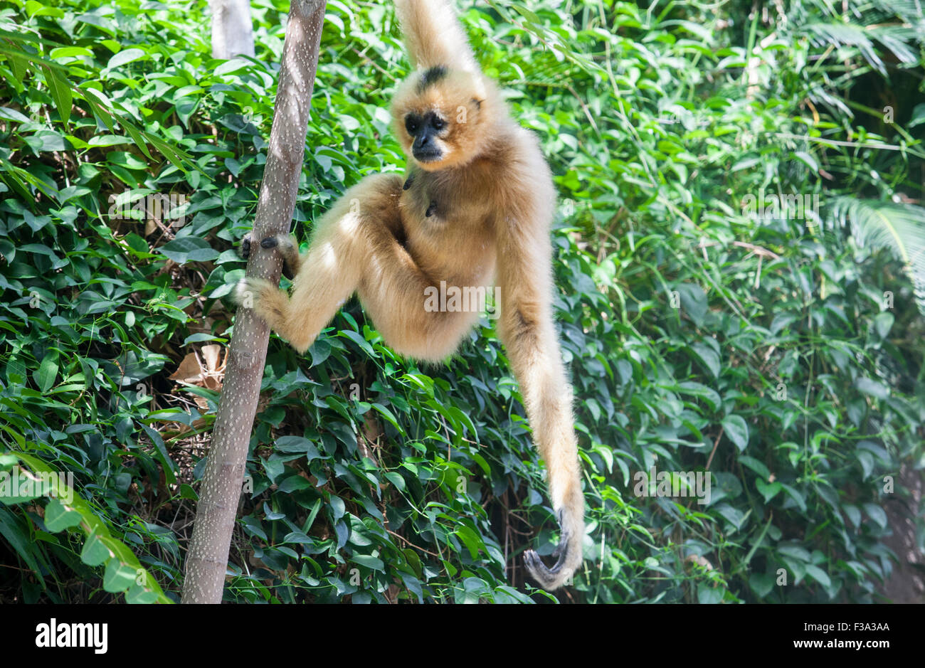 Golden cheeked gibbon hi-res stock photography and images - Alamy